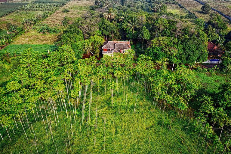 Sumatra Coffee: A Complete Guide